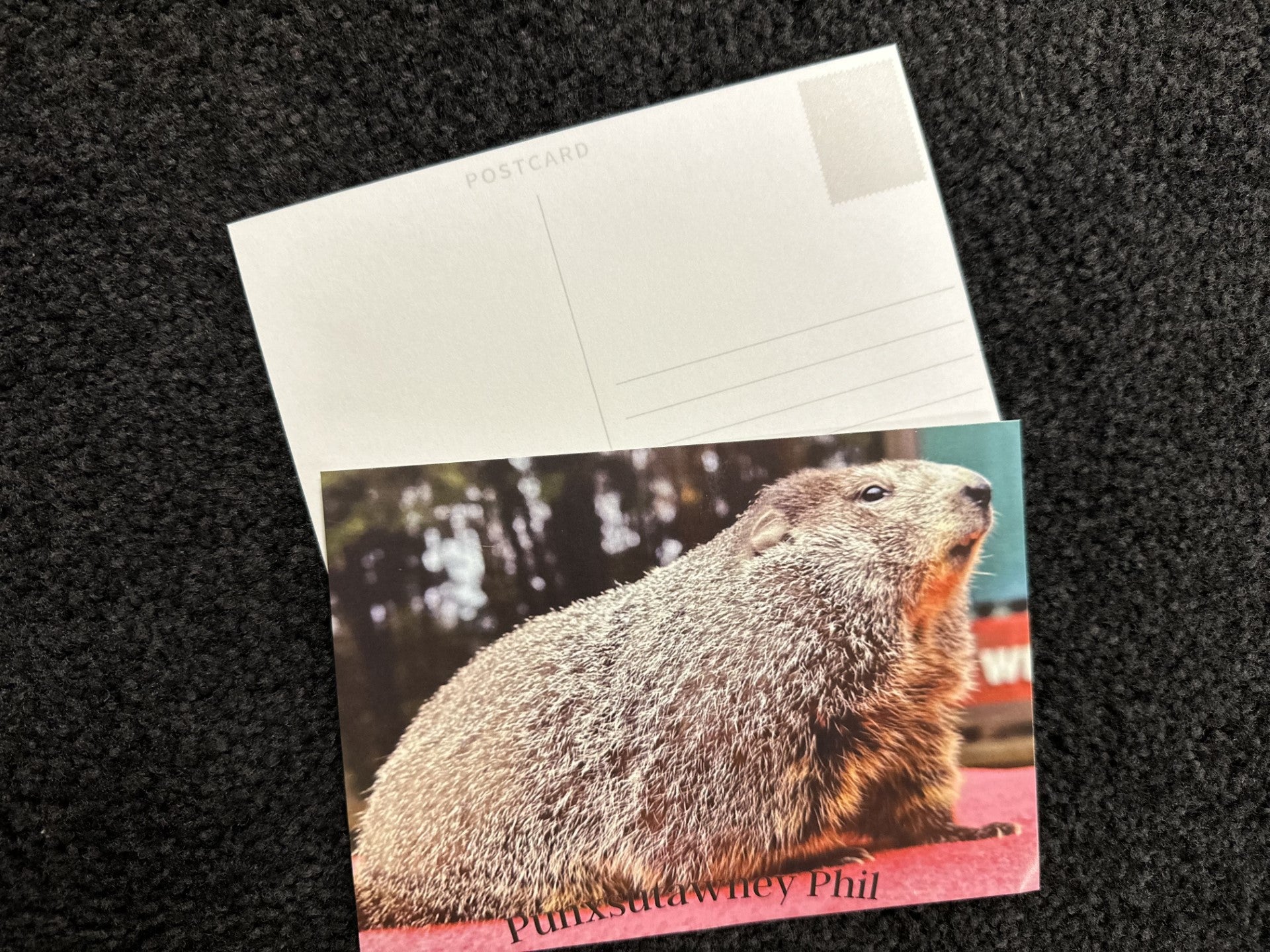 Punxsutawney Groundhog Club - Stationary